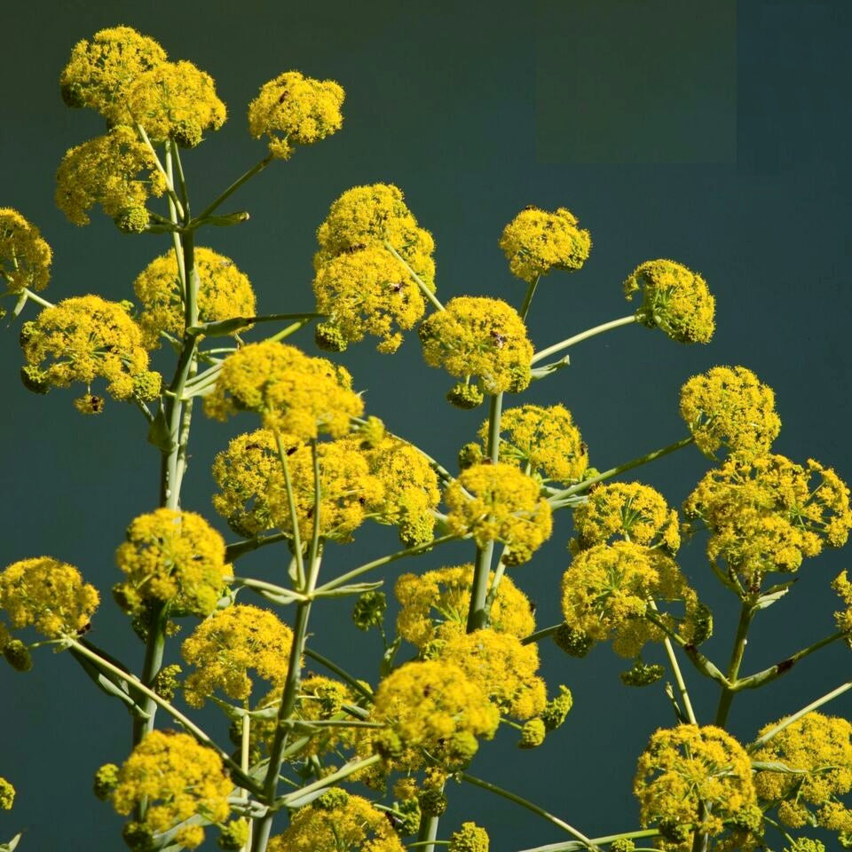 Golana | Premium Galbanum Essential Oil for Perfumery